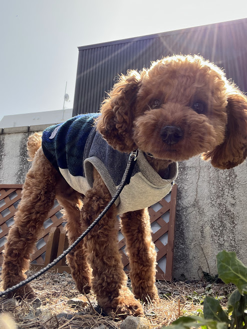 IMG_7271 | 犬と猫のしつけ教室ONELife＆ぎふ動物行動クリニック｜犬猫のしつけ・猫のホテル・本気噛み・噛み癖の相談治療